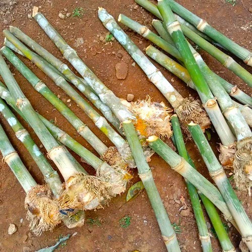 Jual bibit bambu petung jumbo asli siap tanam | Shopee Indonesia