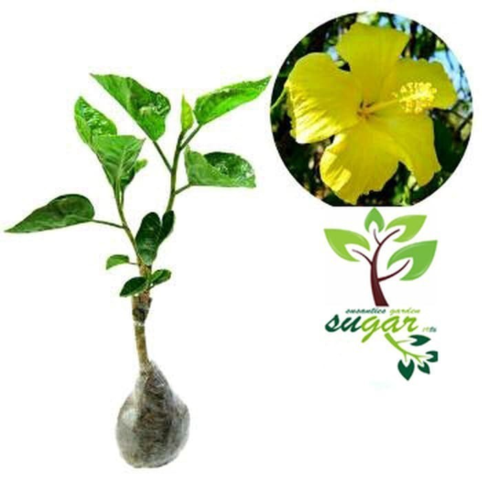 Jual tanaman bunga hibiscus kuning / kembang sepatu kuning / ribang ...