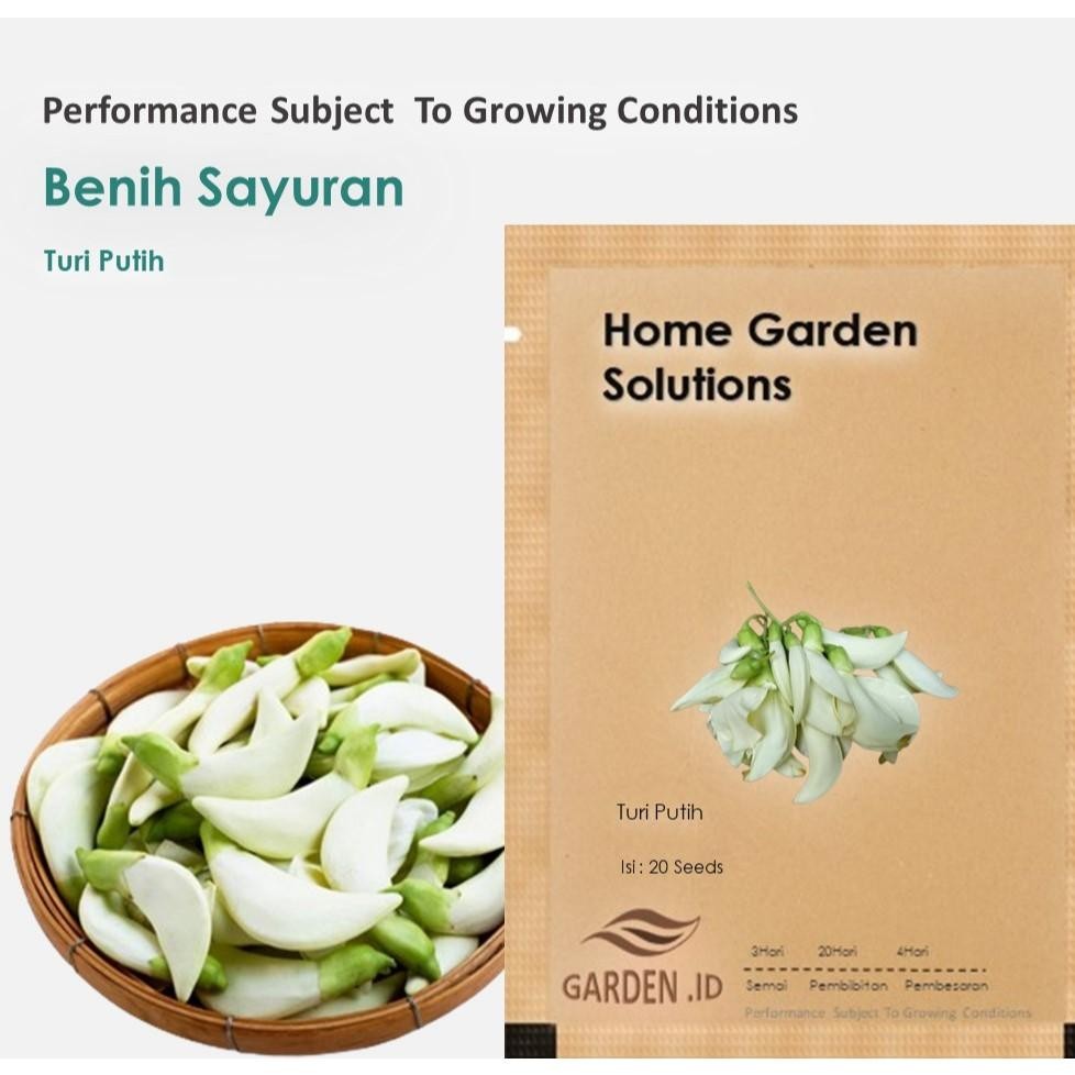 Jual Bibit Benih Turi Putih ( Isi 20 Biji ) | Shopee Indonesia