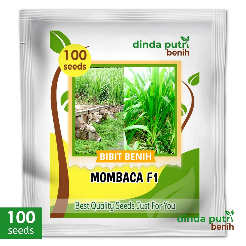 Jual Benih Rumput mombaca F1 Super 100Biji Hijauan Rumput Pakan Hewan ...
