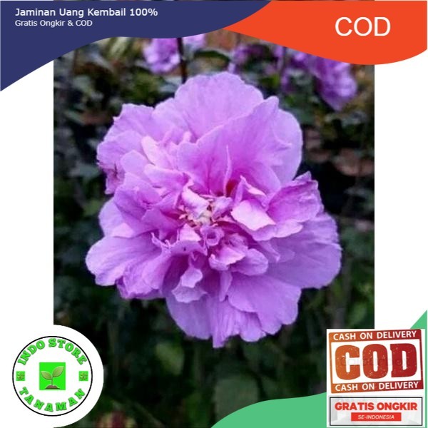 Jual tanaman hias kembang sepatu unggu tumpuk (COD) | Shopee Indonesia