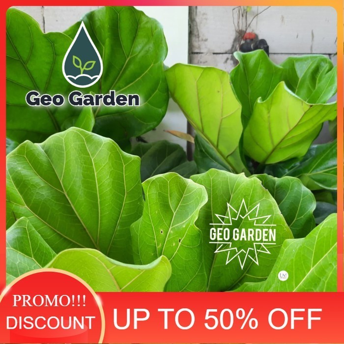 Jual KETAPANG BIOLA CANTIK bibit tanaman hias fiddle leaf fig biola ...