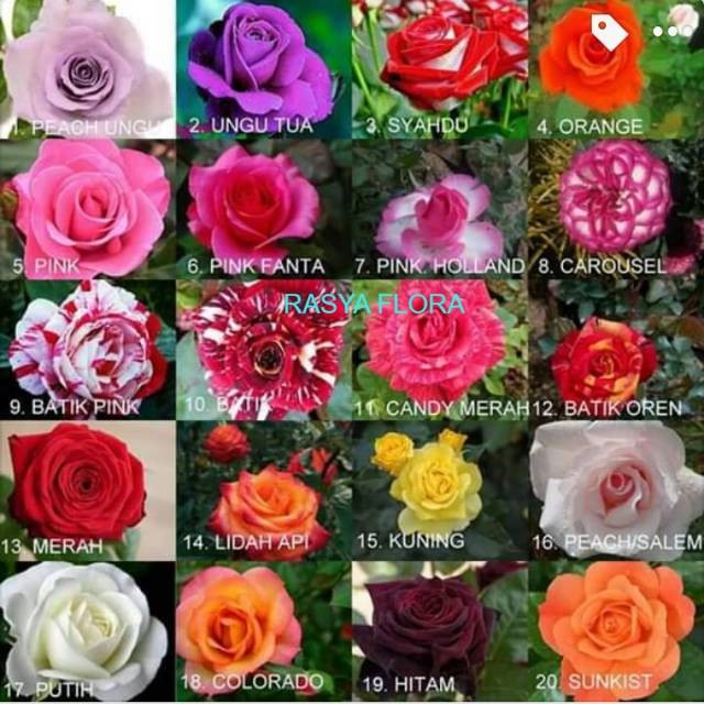 Jual TANAMAN MURAH PAKET BUNGA MAWAR 11 POHON BISA PILIH WARNA SUDAH BERBUNGA | Shopee Indonesia