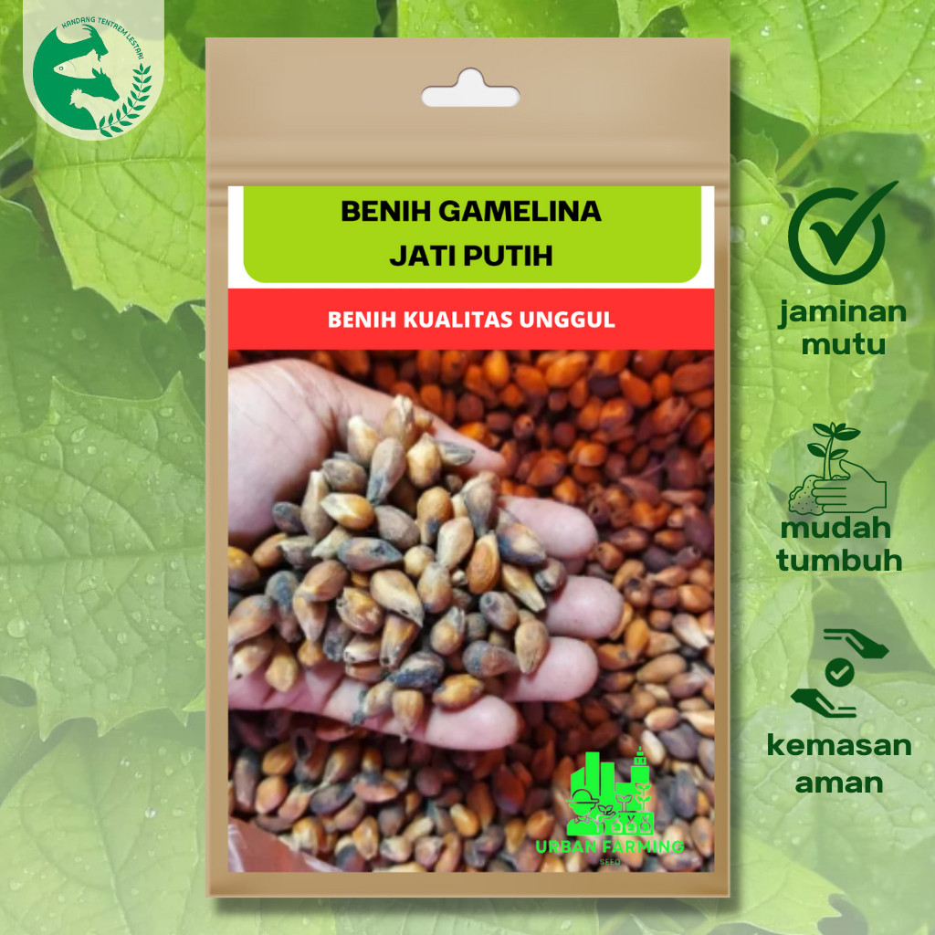 Jual 100 gram Benih Gamelina Gmelina Jati Putih Urban Farming #KTL ...
