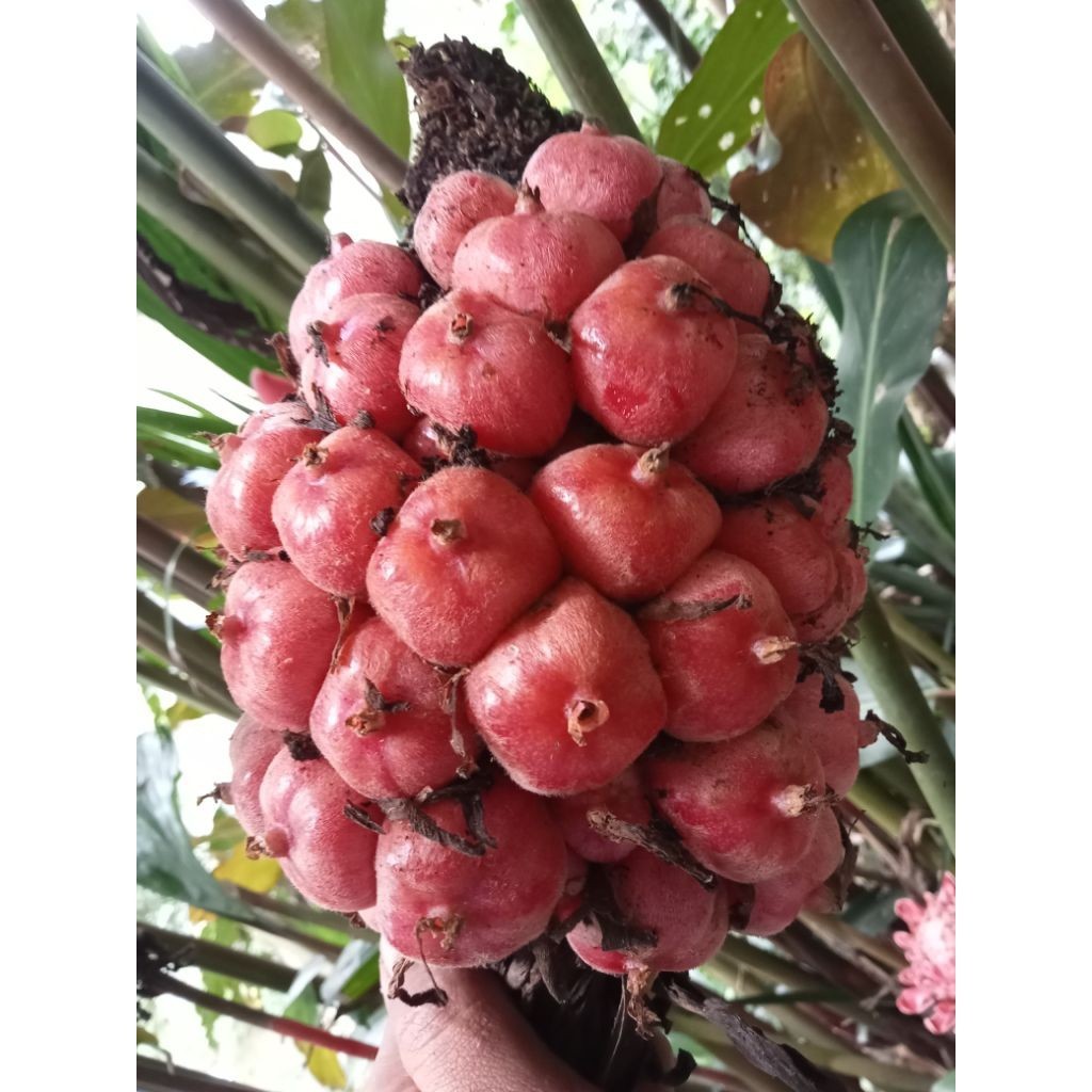 Jual Buah honje berkualitas/buah kecombrang segar 1kg | Shopee Indonesia