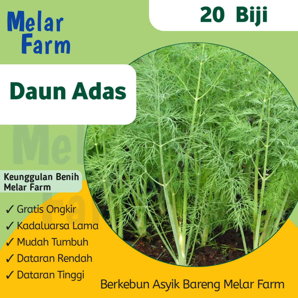 Jual Melar Farm - 20 Bibit Daun Adas Sowa Sayuran Herb Dill Dukat ...