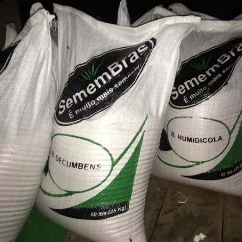 Jual Benih rumput pakan ternak 1kg/bede/signal grass/brachiaria ...