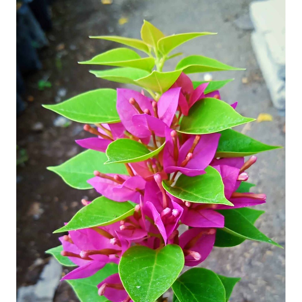 Jual Tanaman hias bougenville Singapore merah fanta (Daun Hijau ...