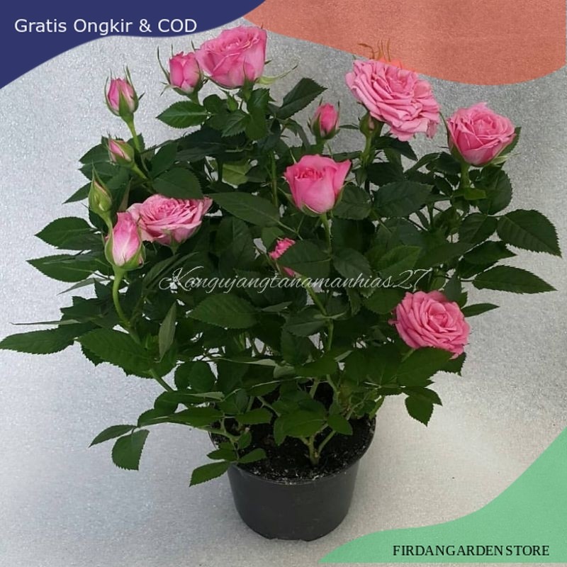 Jual TANAMAN HIDUP BUNGA MAWAR SUPER RIMBUN GRADE A TERMURAH | Shopee ...