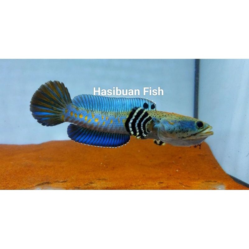 Jual RECOMENDED Ikan Channa Blue Pulchra Full Yellow Spot Dan Full Dot ...