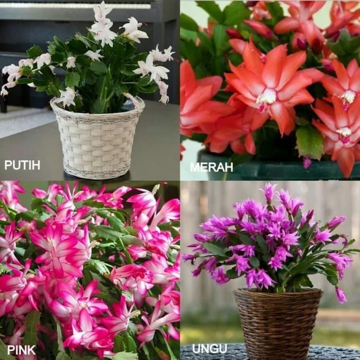 Jual paket 4 tanaman wijaya kusuma kepiting merah - putih - Pink - ungu ...