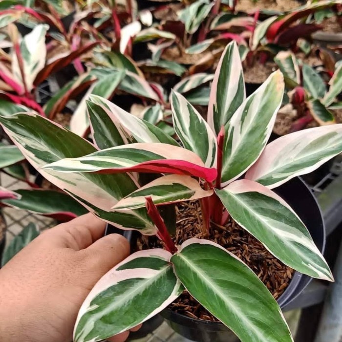 Jual paket 20 tanaman calathea meranti bali | Shopee Indonesia