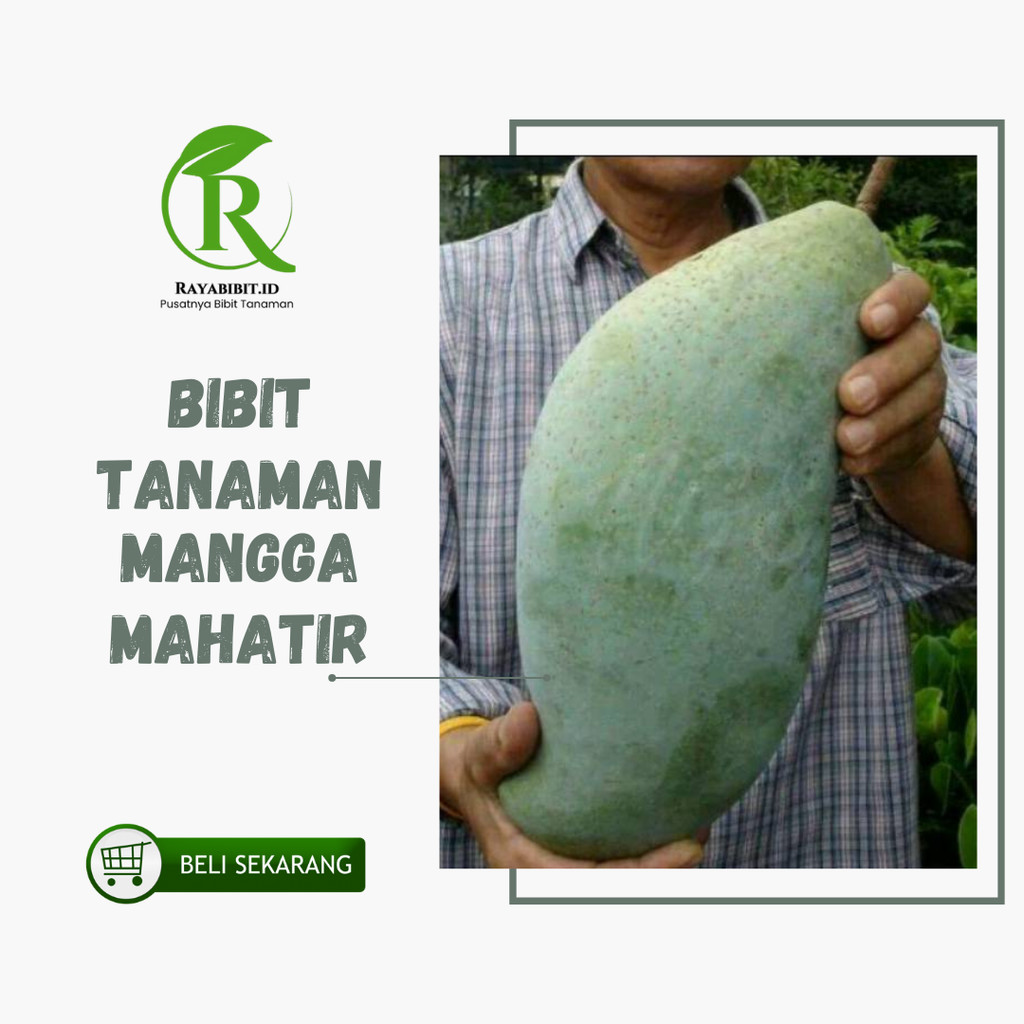 Jual bibit mangga mahatir okulasi tanaman buah- pohon mangga mahatir | Shopee Indonesia