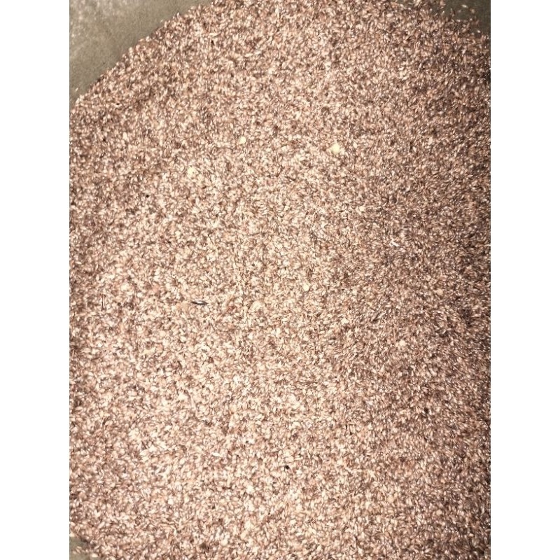 Jual Benih Rumput Brachiaria humidicola - hybrid - penghijauan | Shopee ...