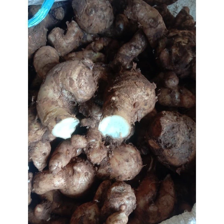 Jual New Promo 1kg Rimpang temu hitam-temu ireng segar Azkia_Organik_96 ...