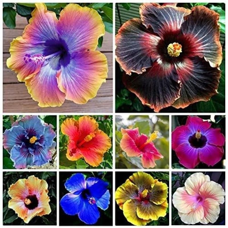 Jual PAKETAN 10 Bunga sepatu Hibiscus - Tanaman hias bunga sepatu ...