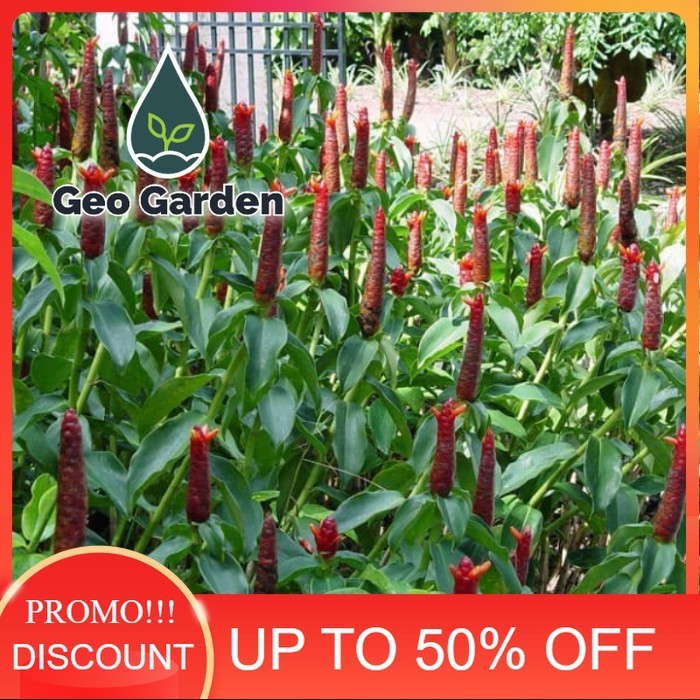 Jual bunga pacing pentul - tanaman tahan panas IDCOSTUS SPICATUS ...