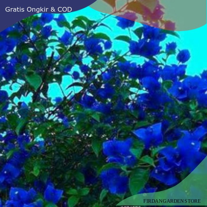 Jual TERMURAH !! TANAMAN HIAS BUGENVIL BUNGA KERTAS SOFT BIRU//BUNGA ...