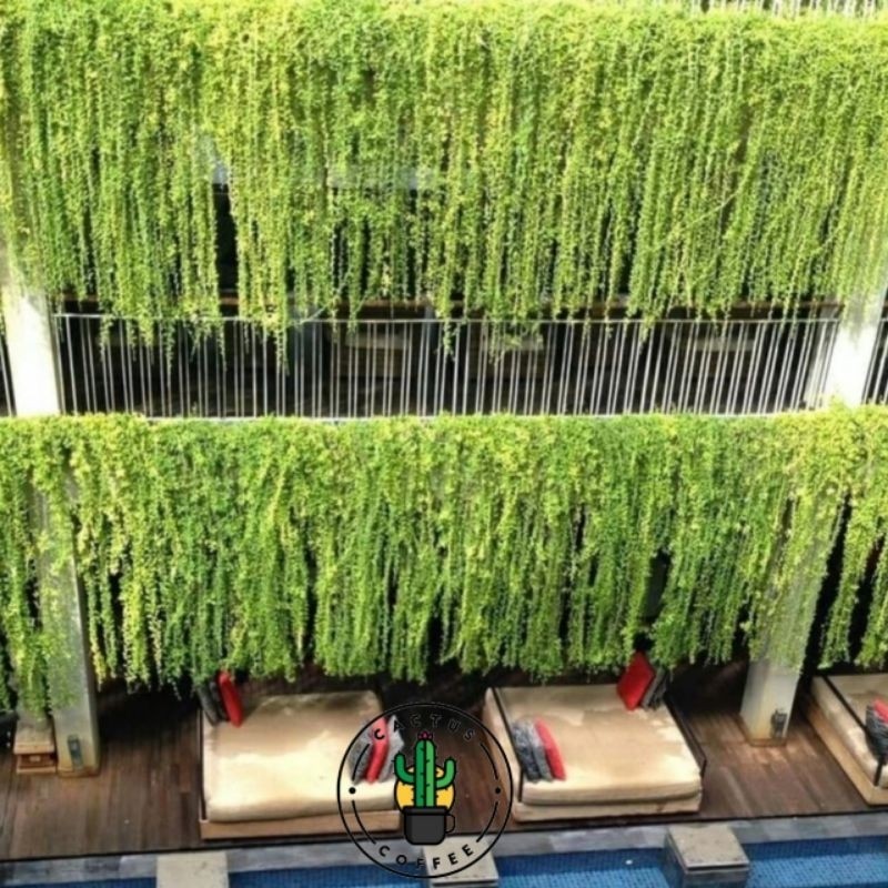 Jual Tanaman Hias Tirai Merambat Juntai Lee Kwan Yew / Lee Kwan Yu / Tanaman Lee Kwan yew ...