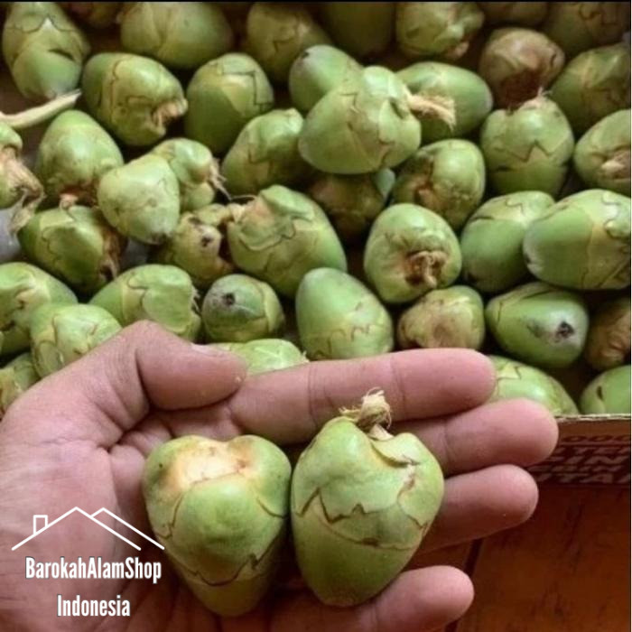 Jual Tembuluk Beluluk Beruluk Tembeluluk Kelapa Muda Fresh Isi 10pcs ...