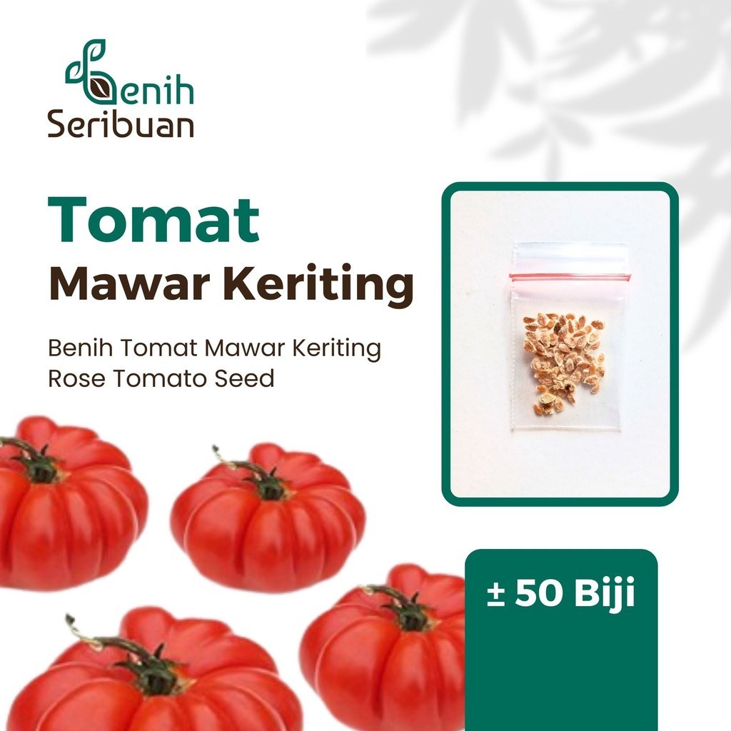 Jual Benih Seribuan - 50 Benih Sayuran Tomat Mawar Keriting Unggul ...