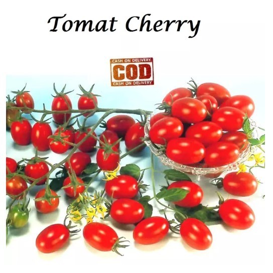 Jual TOMAT CHERRY MERAH ISI 3 Biji / Benih / bibit ( TOMAT IMPORT ) | Shopee Indonesia