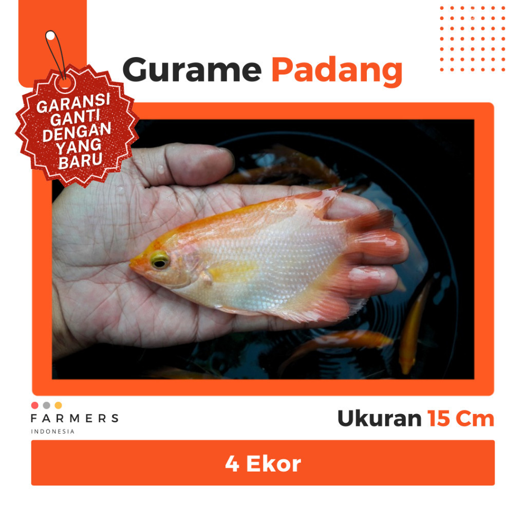 Jual Gurame Padang Ukuran 15 Cm Promo 4 | Shopee Indonesia