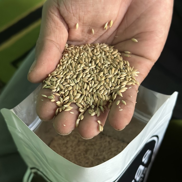 Jual Benih rumput pakan ternak - biji rumput pakan ternak signal ...