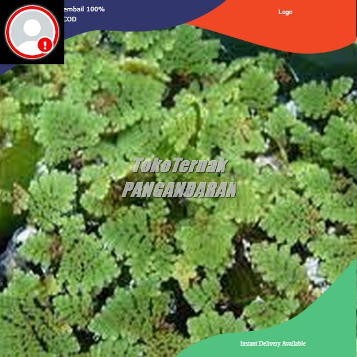Jual Bibit azolla pinata pakan ayam benih azola microphyla 1 kg ...