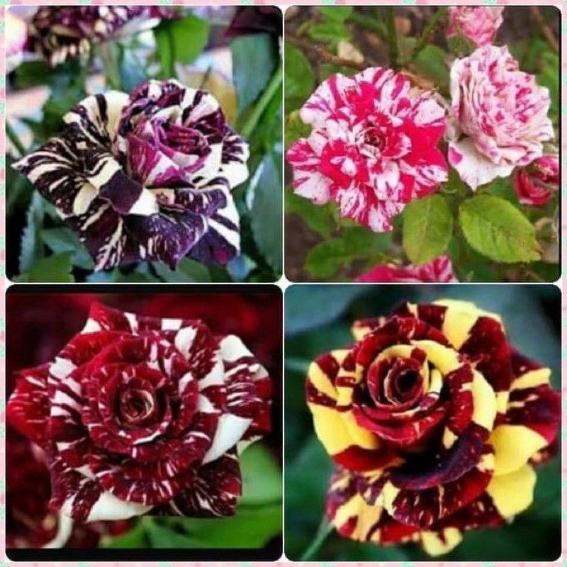 Jual Paket 4 Tanaman Hias Bunga Mawar Batik - Tanaman Hidup - Bunga ...