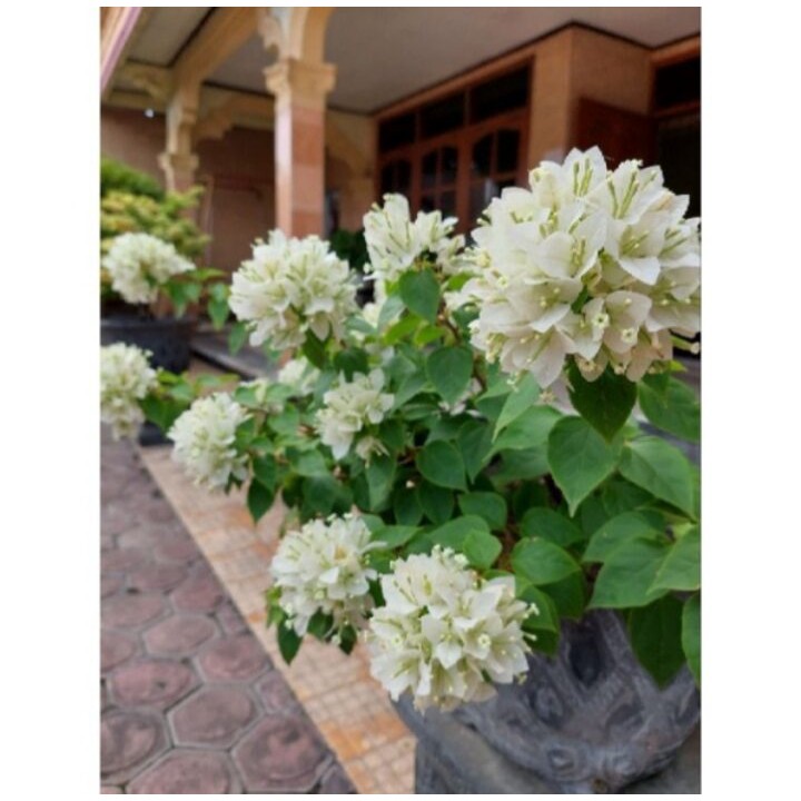 Jual MURAH!!!! Tanaman hias bunga bougenville singapur Putih bibit ori ...