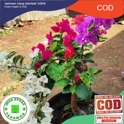 Jual Nik0 Bibit Bunga Bougenville Super Cantik Bisa Ditruh Pot Cod