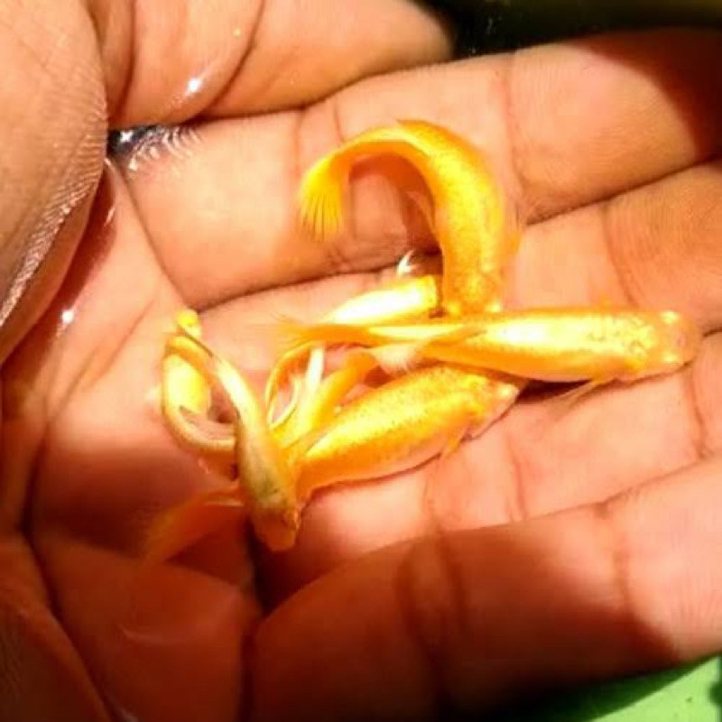Jual Aksesoris aquarium sepasang guppy super gold siap bread beli 4e ...