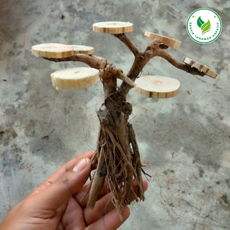 Jual BONSAI AKAR RANTING TANAMAN AQUASCAPE HIASAN DEKORASI AQUARIUM ...