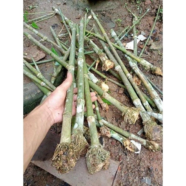 Jual Bibit Bambu Bokol Bambu Betung jumbo tinggi 50 cm | Shopee Indonesia