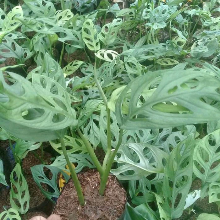 Jual Tanaman hias Janda bolong/Monstera adansonii | Shopee Indonesia