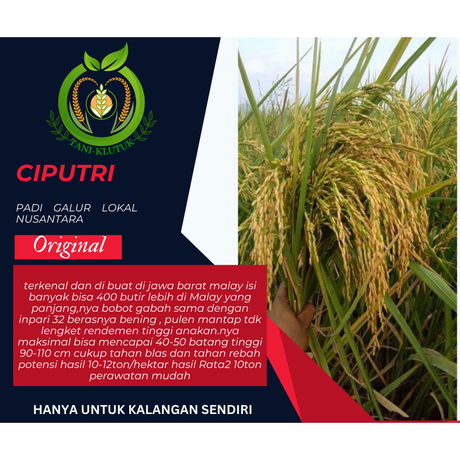 Jual BIBIT/ BENIH PADI UNGGUL CIPUTRI (Ciherang Malay Panjang)TERBARU 5KG ORIGINAL PRODUK ...