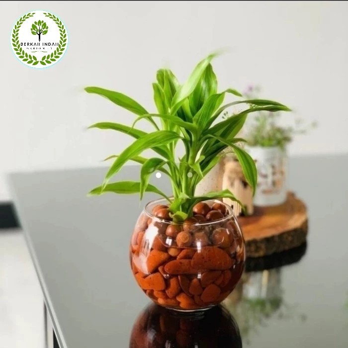 Jual promo tanaman yang bisa hidup di air bambu hoki kuning tanaman ...