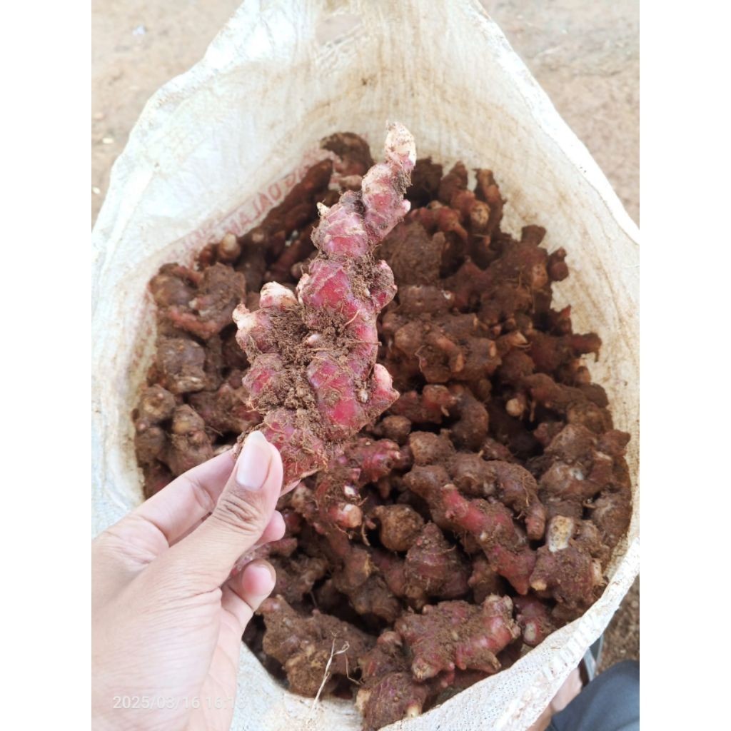 Jual jahe merah segar 500g | Shopee Indonesia