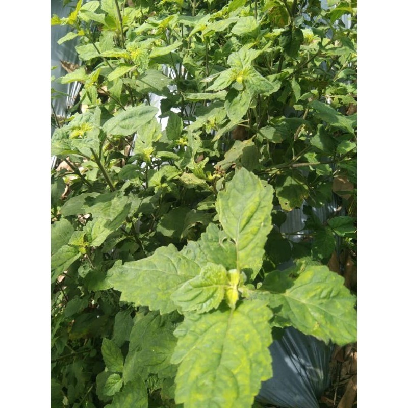 Jual Daun nilam segar 500 gram | Shopee Indonesia