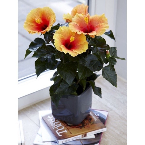 Jual pohon kembang sepatu bunga oren -kembang hidup asli-bunga hidup ...