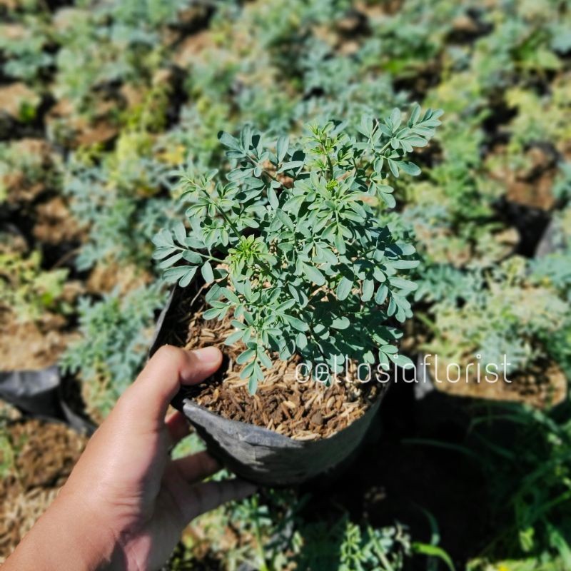 Jual Tanaman Toga Herbal Daun Inggu Kaya Akan Manfaat | Shopee Indonesia
