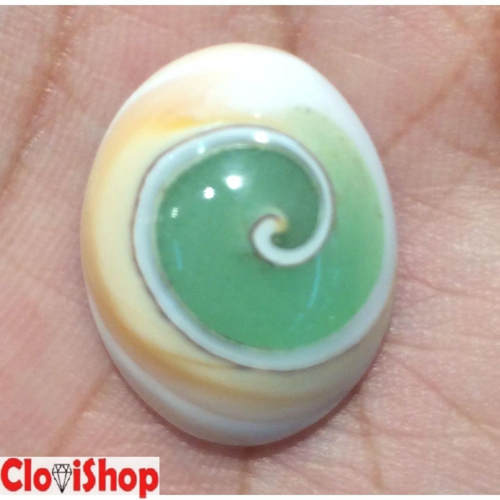 Jual Batu Fosfor Keong HQ (Nyala Dalam Gelap) | Shopee Indonesia