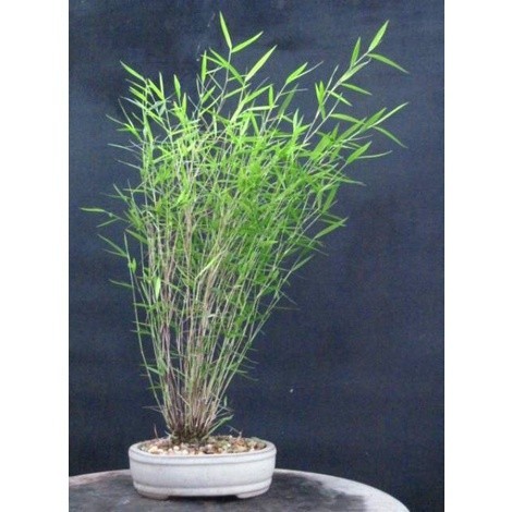 Jual tanaman hias bambu mini bambu micro | Shopee Indonesia