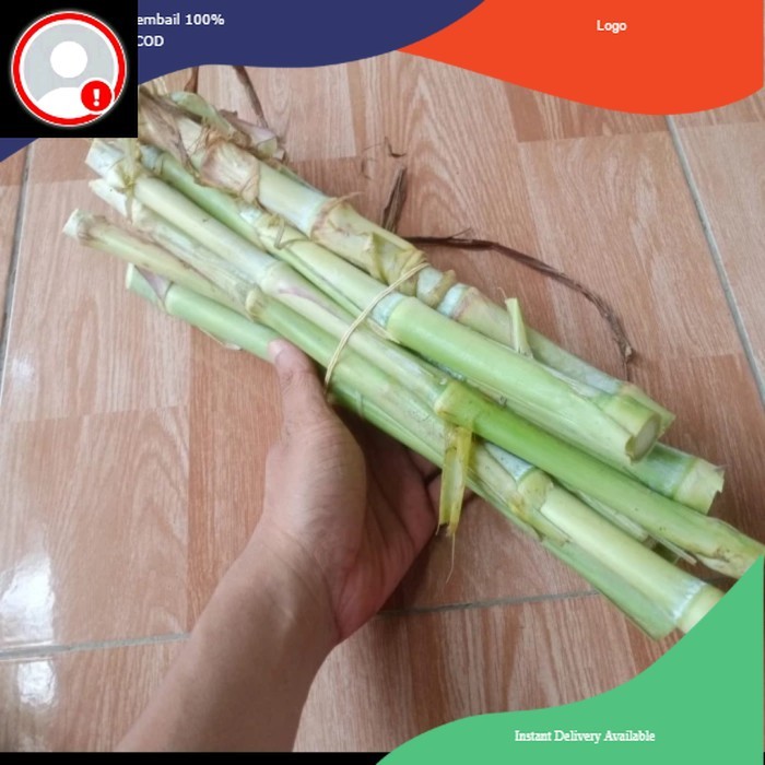 Jual Bibit Rumput Odot - Bibit Tanaman Rumput Odot gajah Pakan Ternak ...