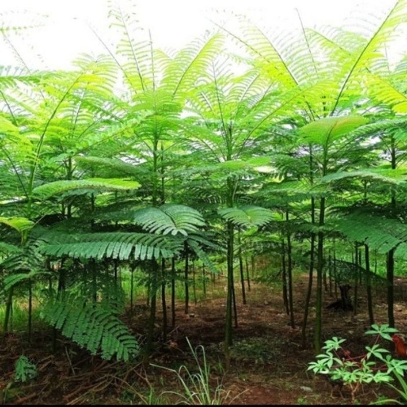 Jual 4WB tanaman solobium parahyba tinggi 50 cm sampai 1 meter/pakis ...