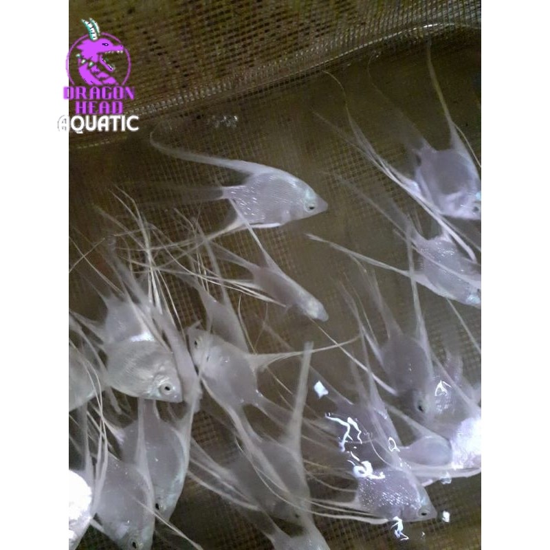 Jual paketan aksesoris Aquascape/aquarium PAKET ISI 4 ekor manfish ...