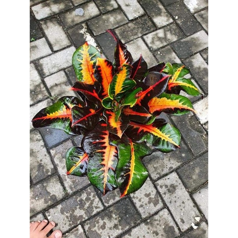 Jual Tanaman Puring lidah api ukuran remaja murah | Shopee Indonesia