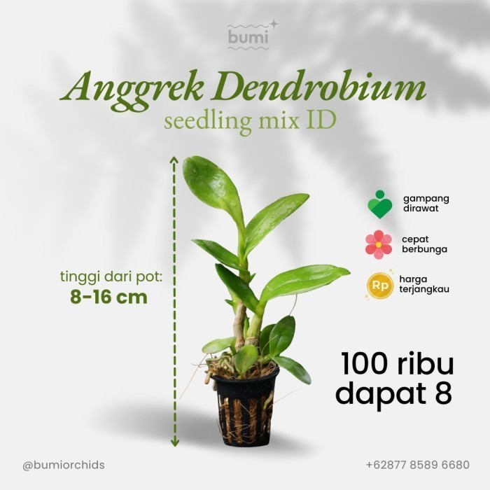 Jual Anggrek Dendrobium hybrid MIX ID seedling - BUMI ORCHIDS bunga ...