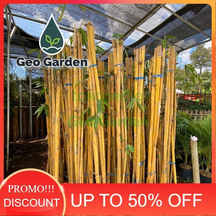 Jual tanaman bambu kuning panda - bambu Shanghai - pohon bambu kuning ...